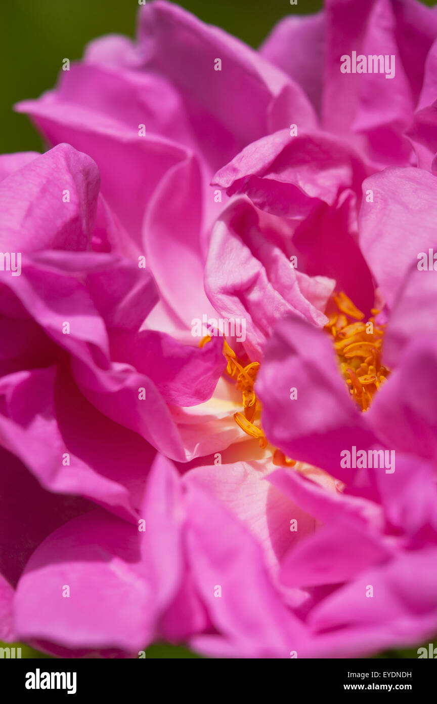 Morocco, Close up of Persian Rose; Valley of Roses Stock Photo - Alamy