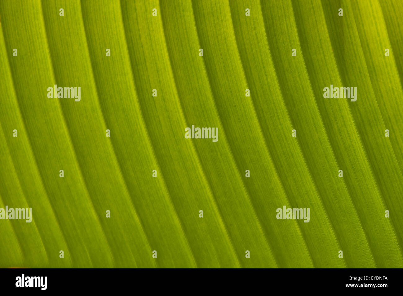 Morocco, Detail of leaf in the gardens of La Mamounia Hotel; Marrakech ...