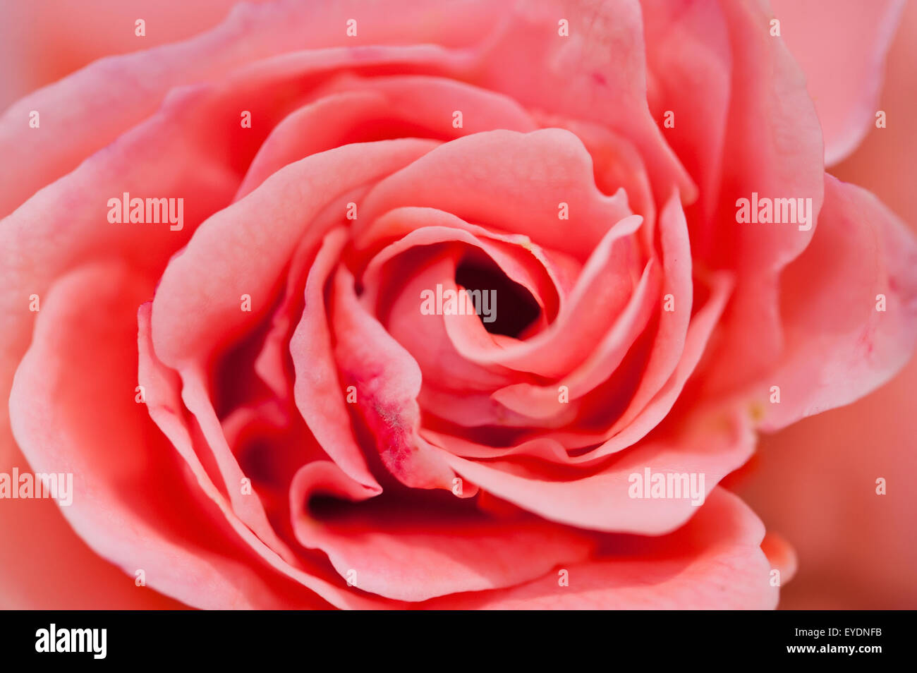 Morocco, Marrakech; Marrakech, Detail of rose in the gardens of La ...