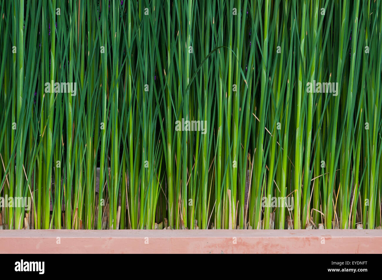 Morocco, Close-up view of grass; Marrakech Stock Photo - Alamy