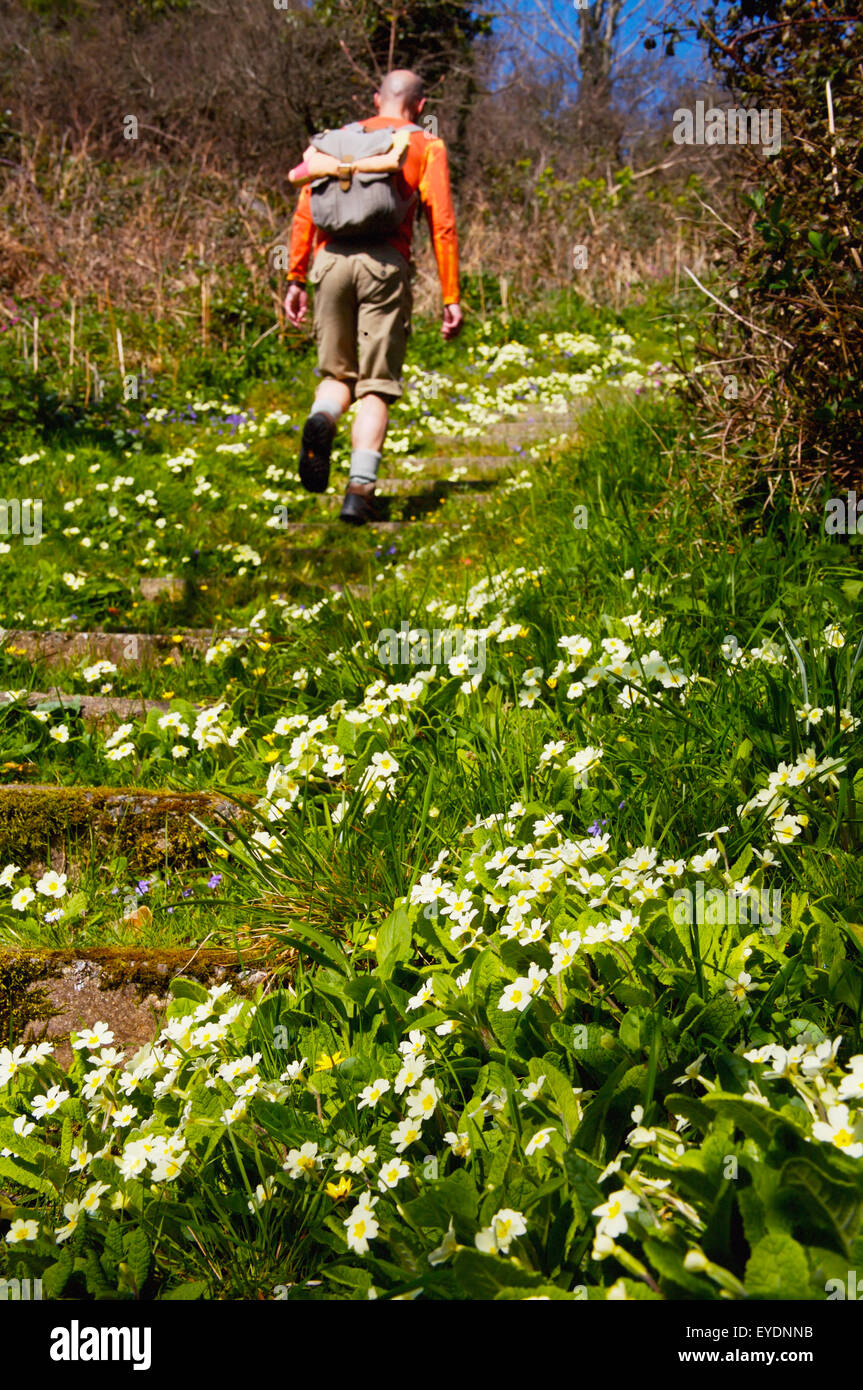 England, Tourist on flowery path; Guernsey Stock Photo - Alamy