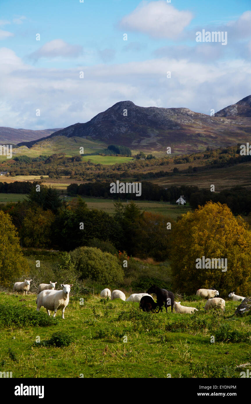 Open fields sheep pasture field hi-res stock photography and images - Alamy