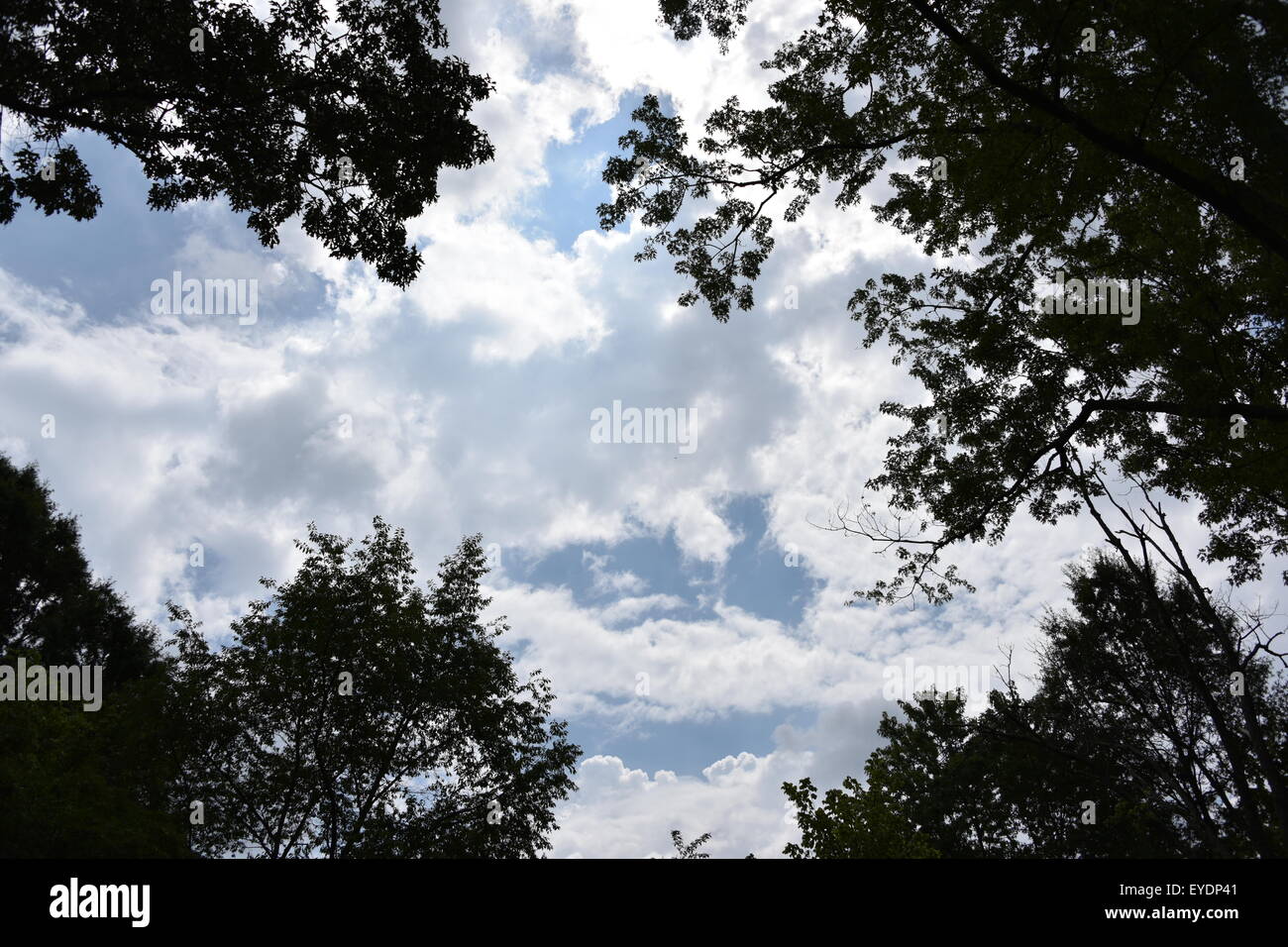 cloudy day and trees on four sides Stock Photo - Alamy