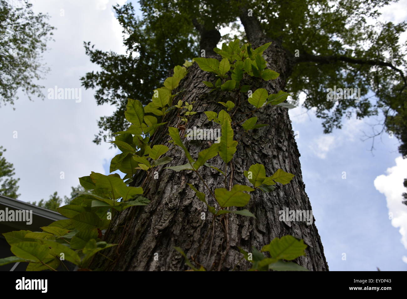 ivy on tree Stock Photo - Alamy