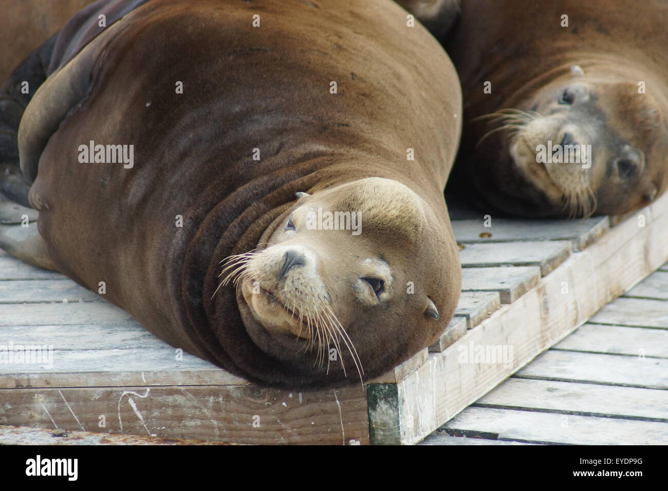 san diego bay seals Stock Photo - Alamy