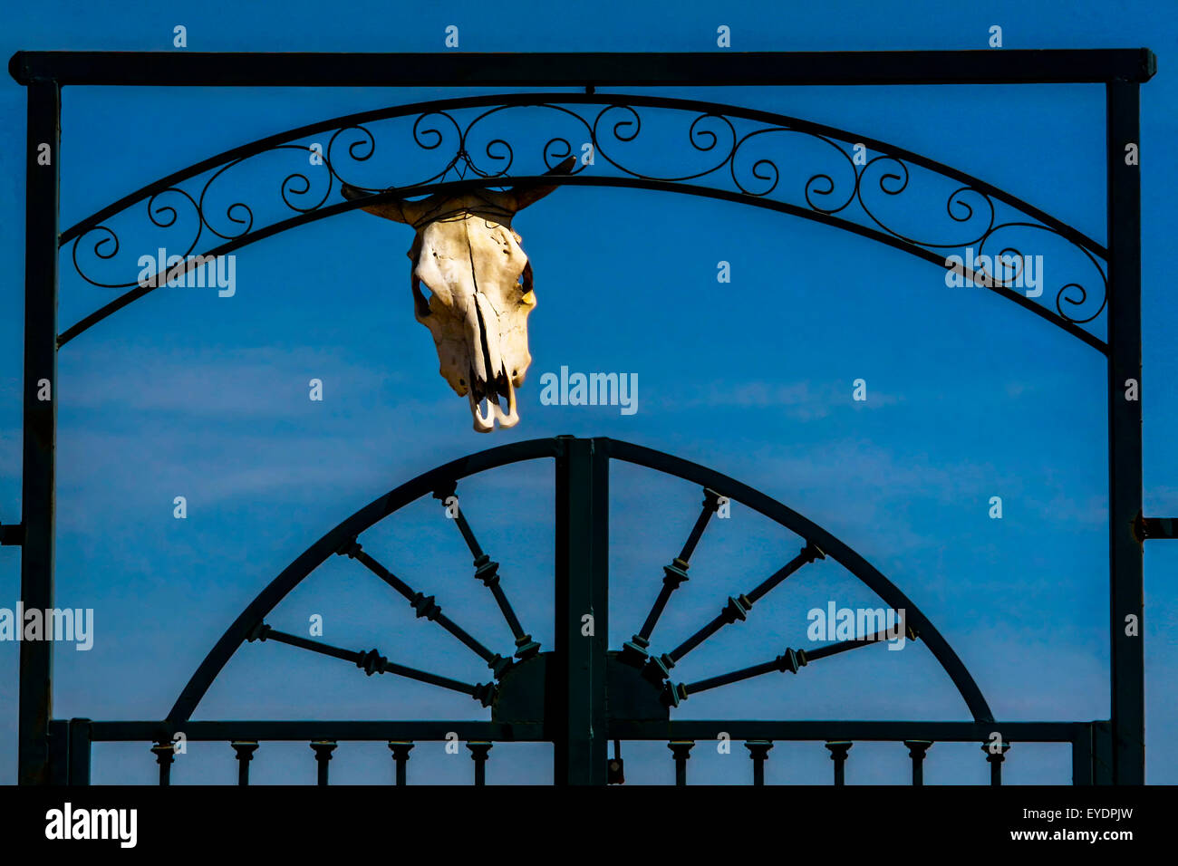 Skull on a ranch gate, Mojave Desert, California Stock Photo - Alamy