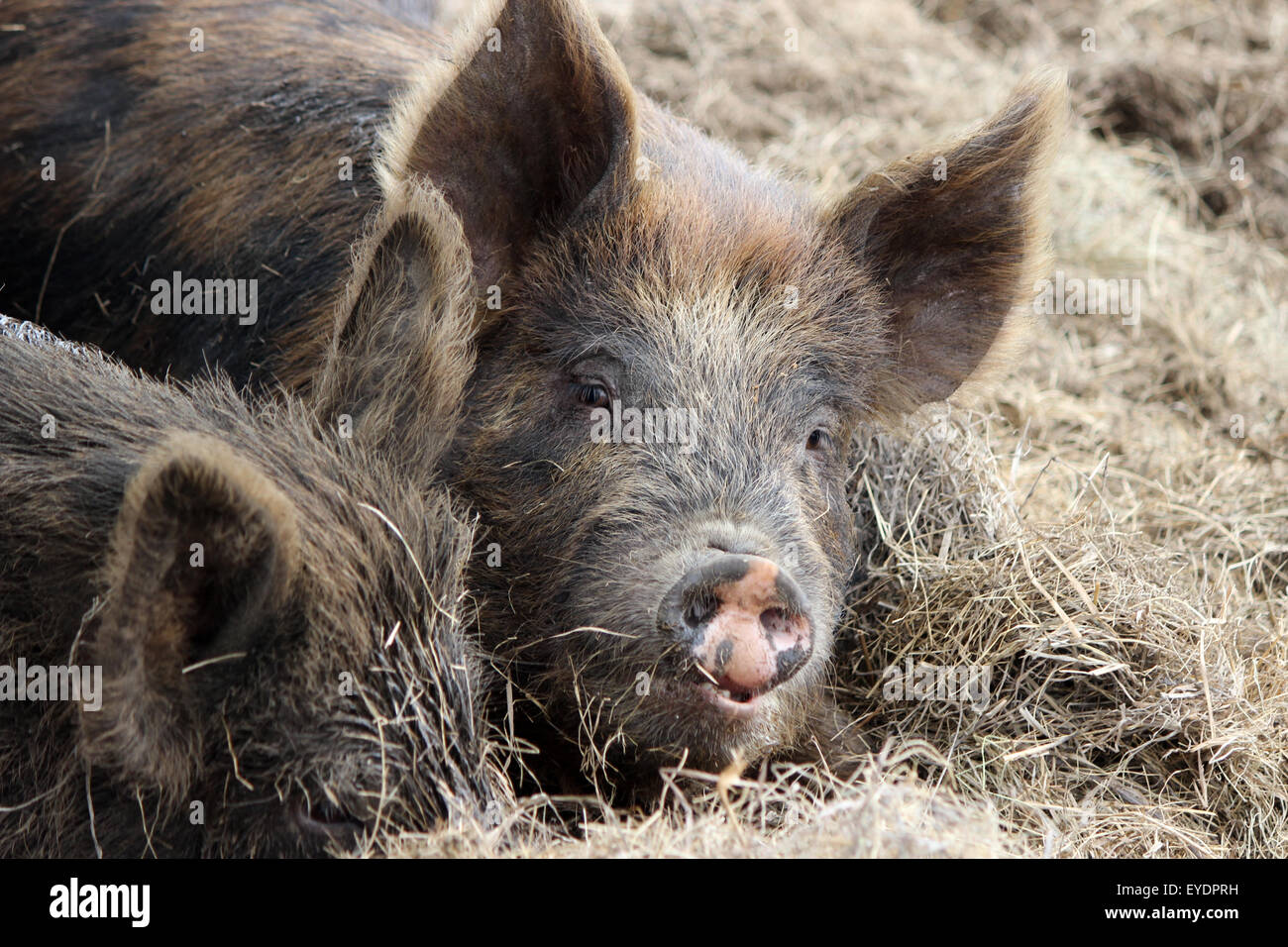 Pig in hay hi-res stock photography and images - Alamy