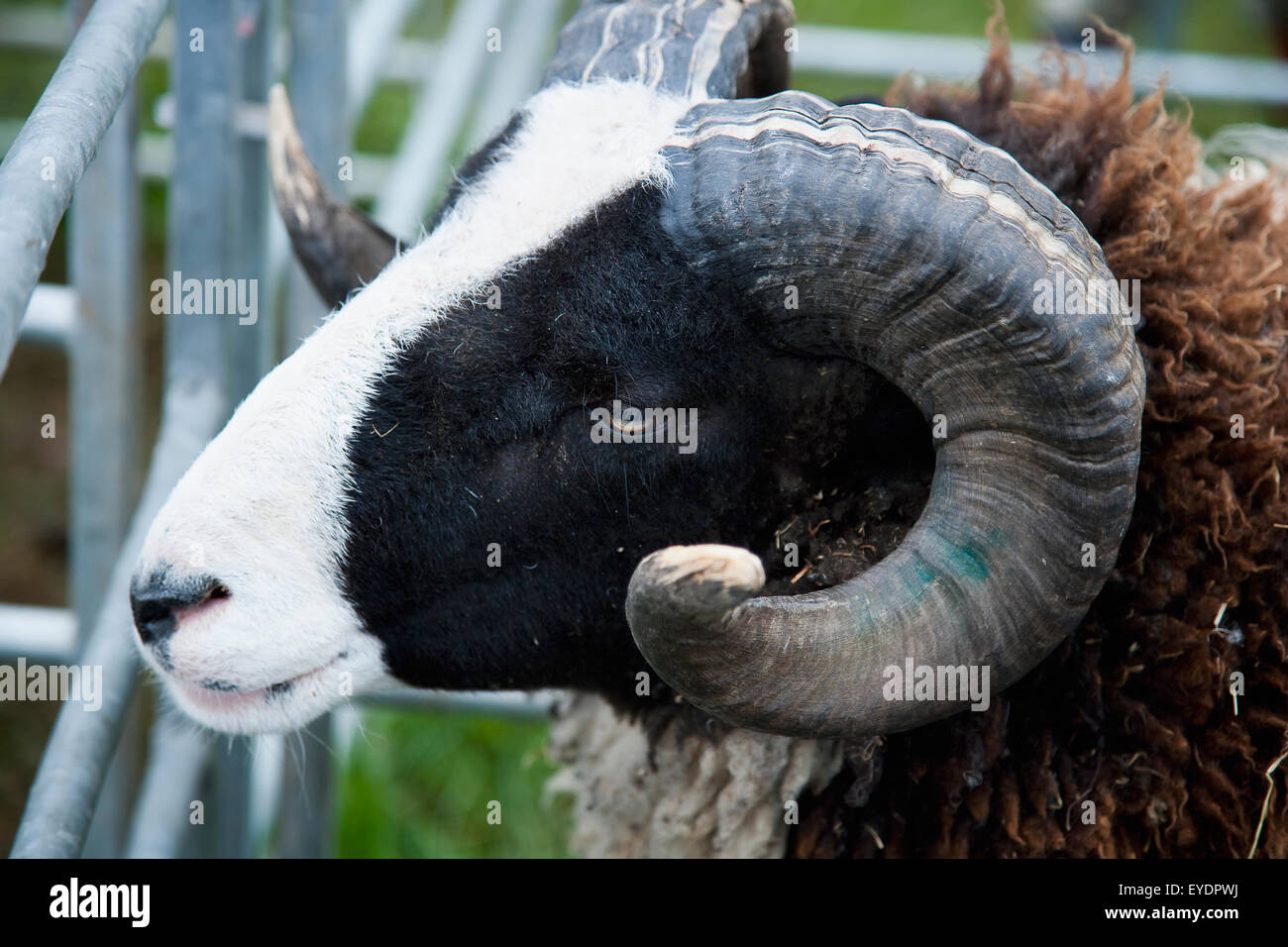 Balwen High Resolution Stock Photography and Images - Alamy