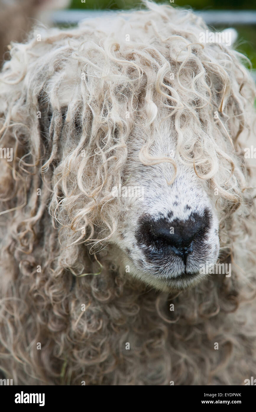 Devon longwool sheep hi-res stock photography and images - Alamy