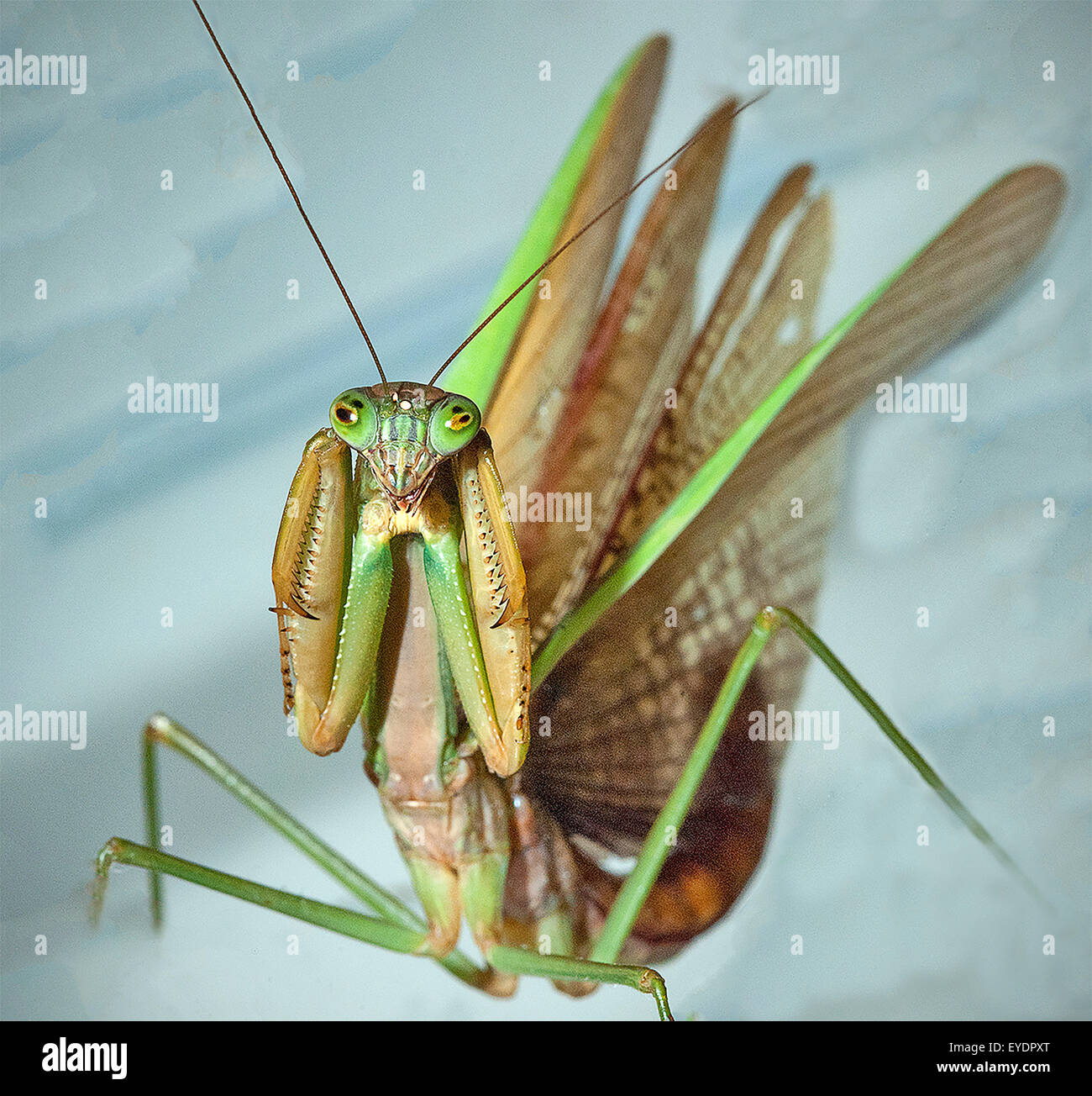 Mantis In Defensive Posture High Resolution Stock Photography and ...
