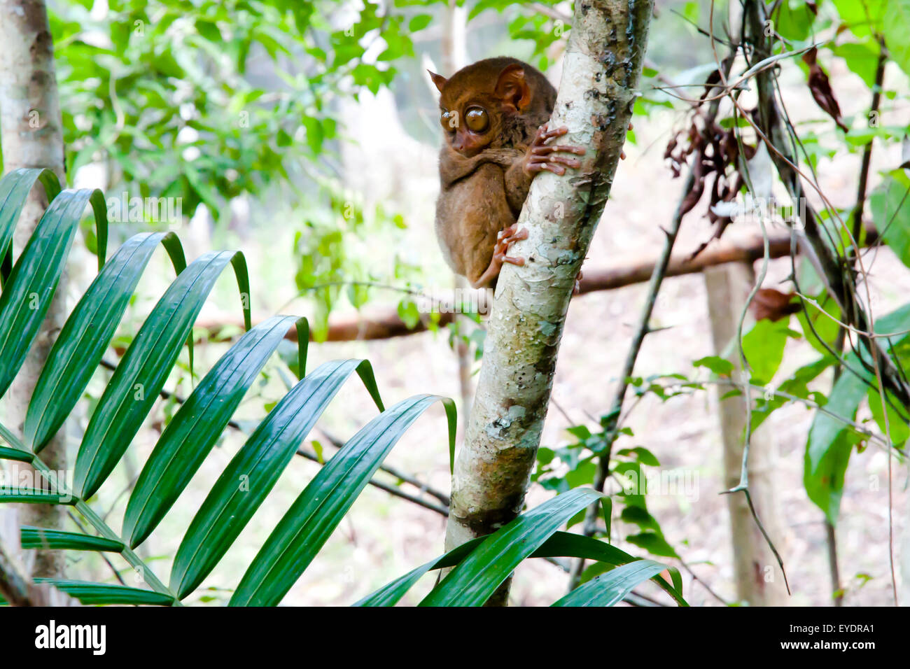 Tarsier - Bohol - Philippines Stock Photo - Alamy