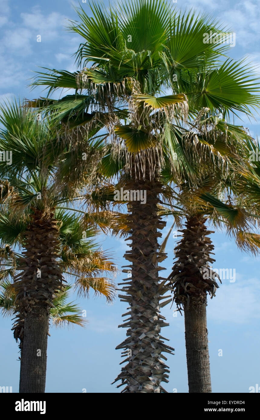 Elpidio hi-res stock photography and images - Alamy