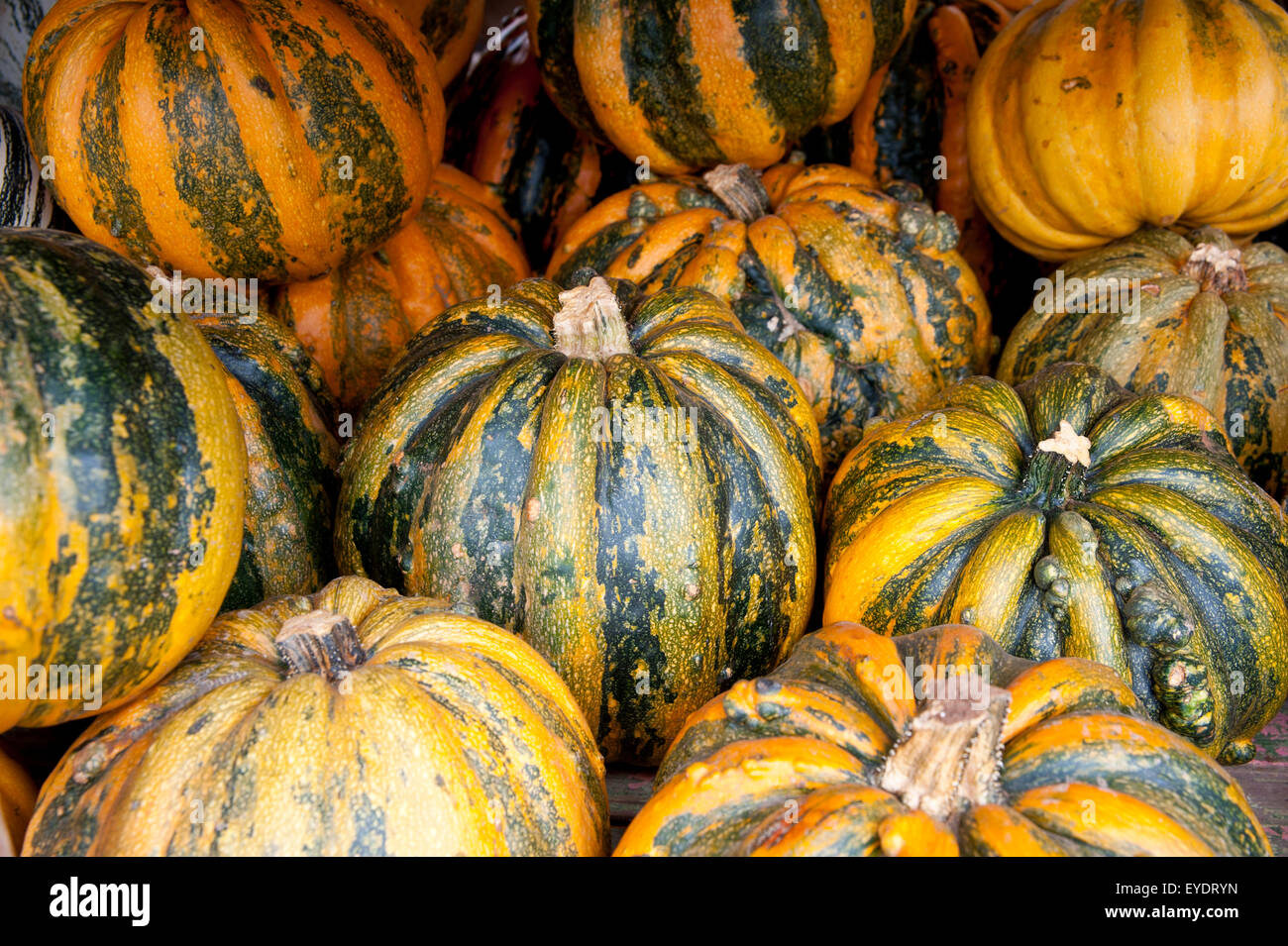 Pumpkins For Sale At Fruteira Colonial Timbauva, On The Road To Santa ...