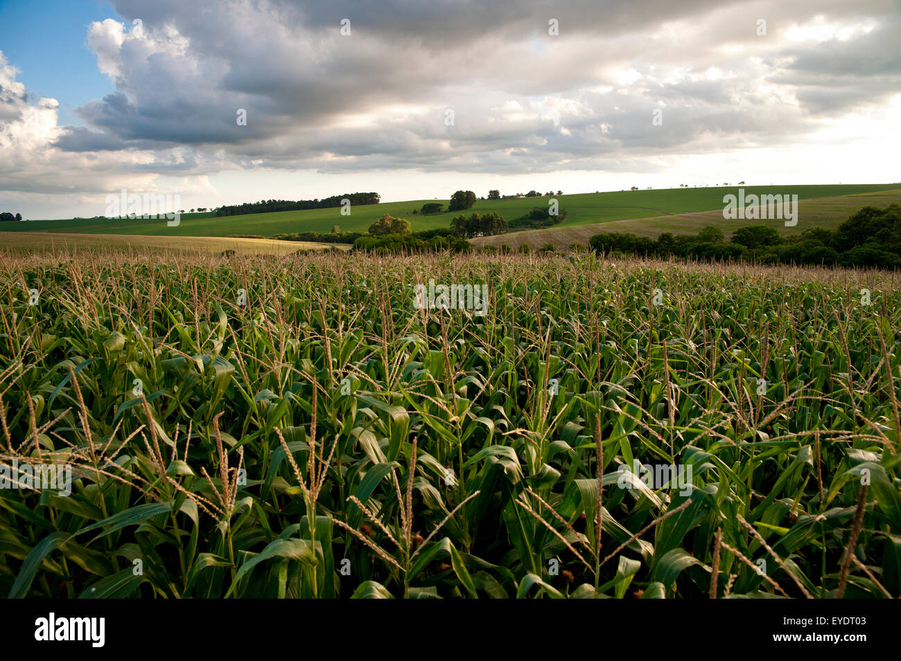 Poaceae corn hi-res stock photography and images - Alamy