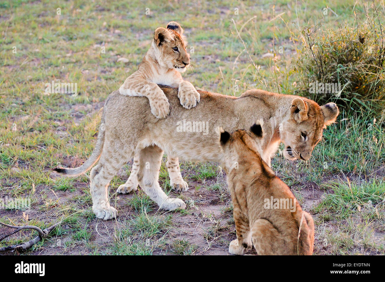 Lion Cubs with Mother - Masai Mara - Kenya Stock Photo - Alamy