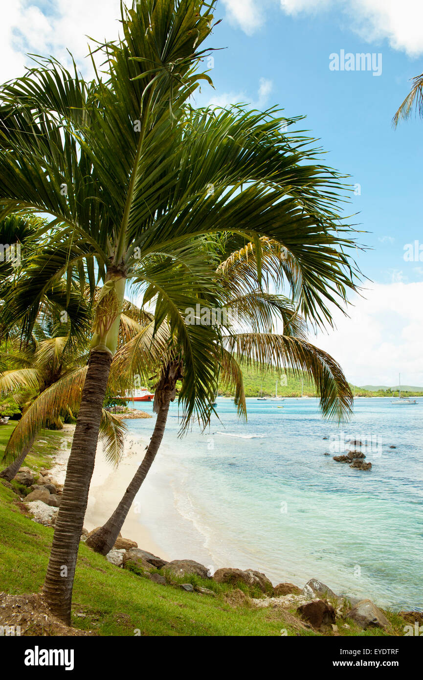 Beach In Mustique Island, St Vincent And The Grenadines, West Indies ...