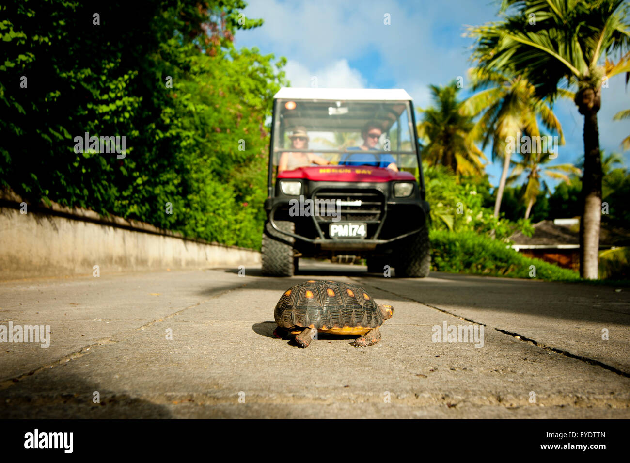 People In A Mule Waiting For A Tortoise To Cross In Mustique Island, St ...