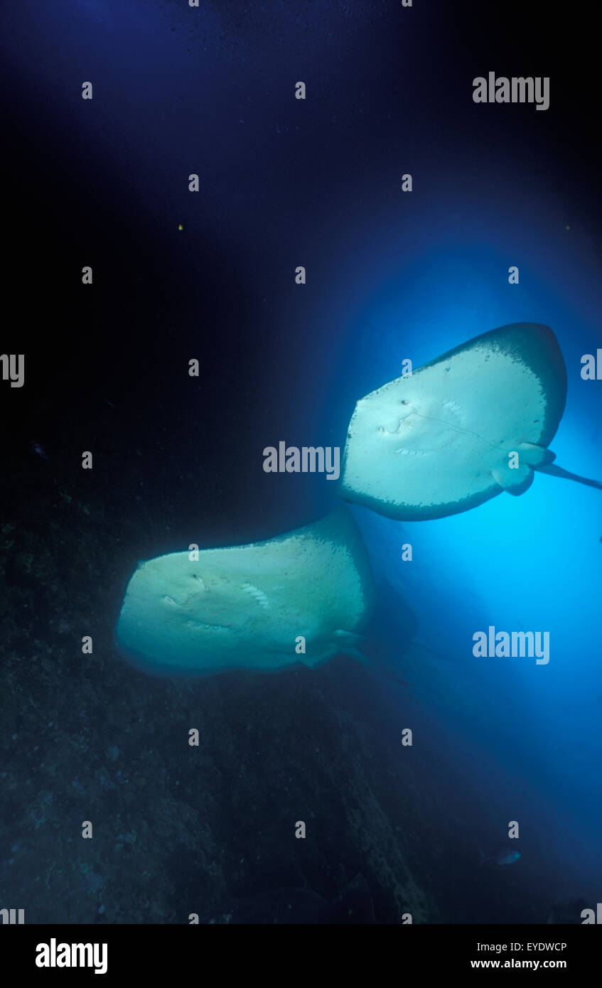 Two rays hi-res stock photography and images - Alamy