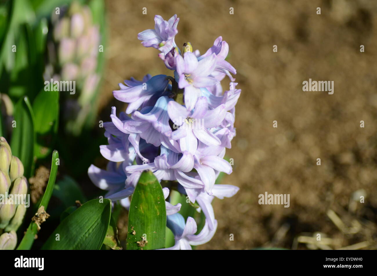 Bunch of beautiful purple Hyacinthus flowers in focus Stock Photo - Alamy