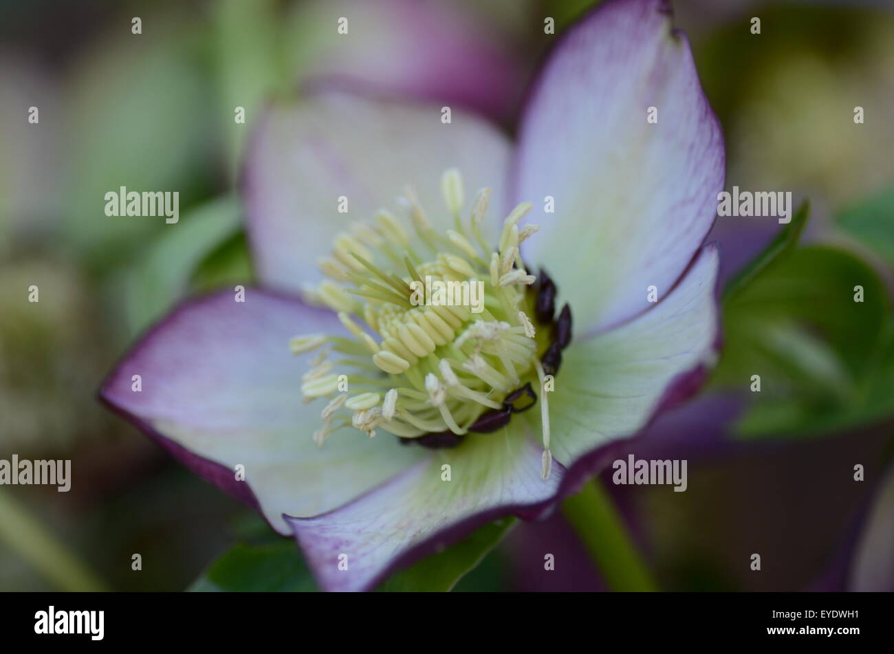 A beautiful helleborus flower in focus Stock Photo - Alamy