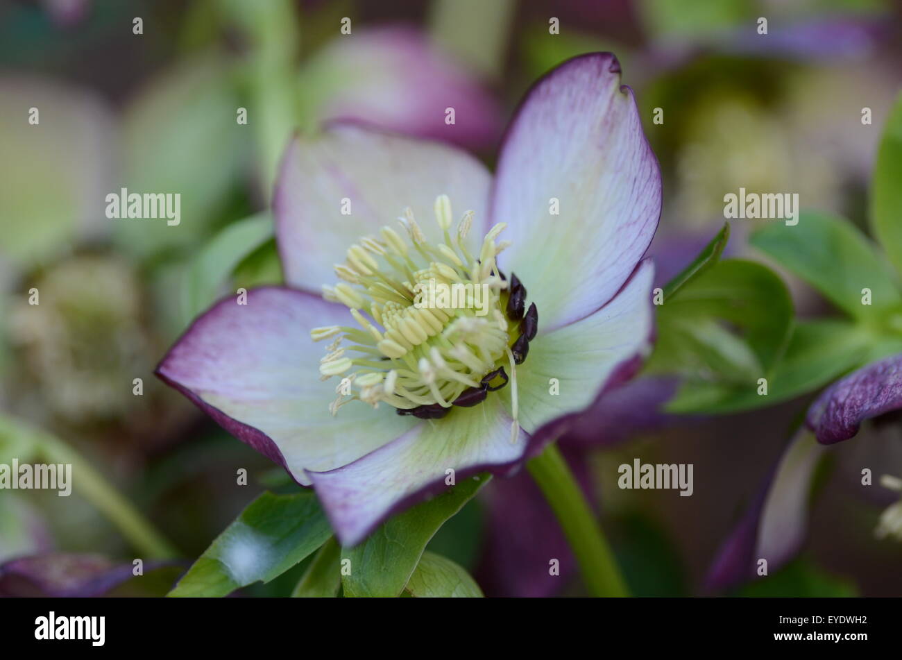 A beautiful helleborus flower in focus Stock Photo - Alamy
