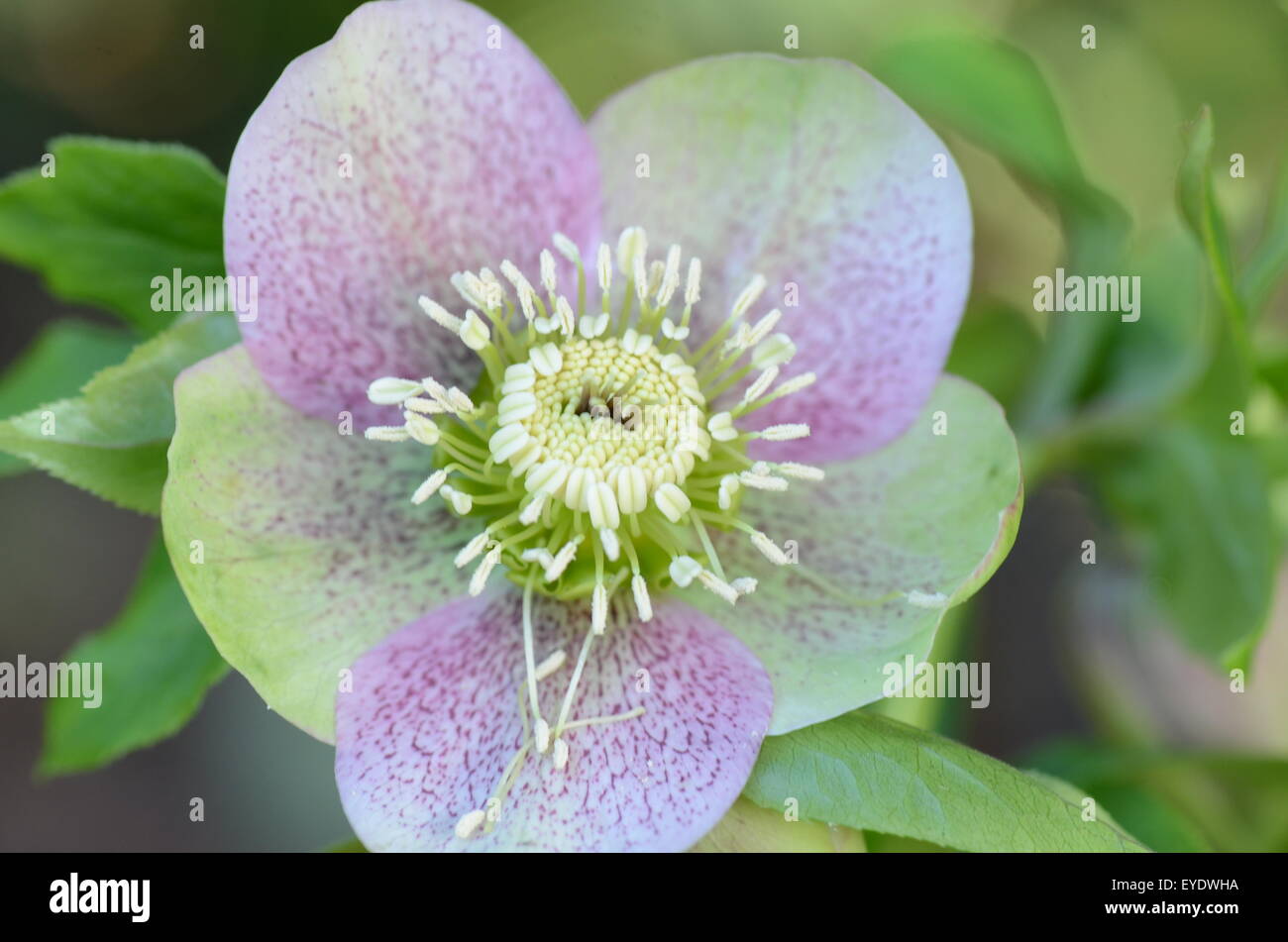 A beautiful helleborus flower in focus Stock Photo - Alamy
