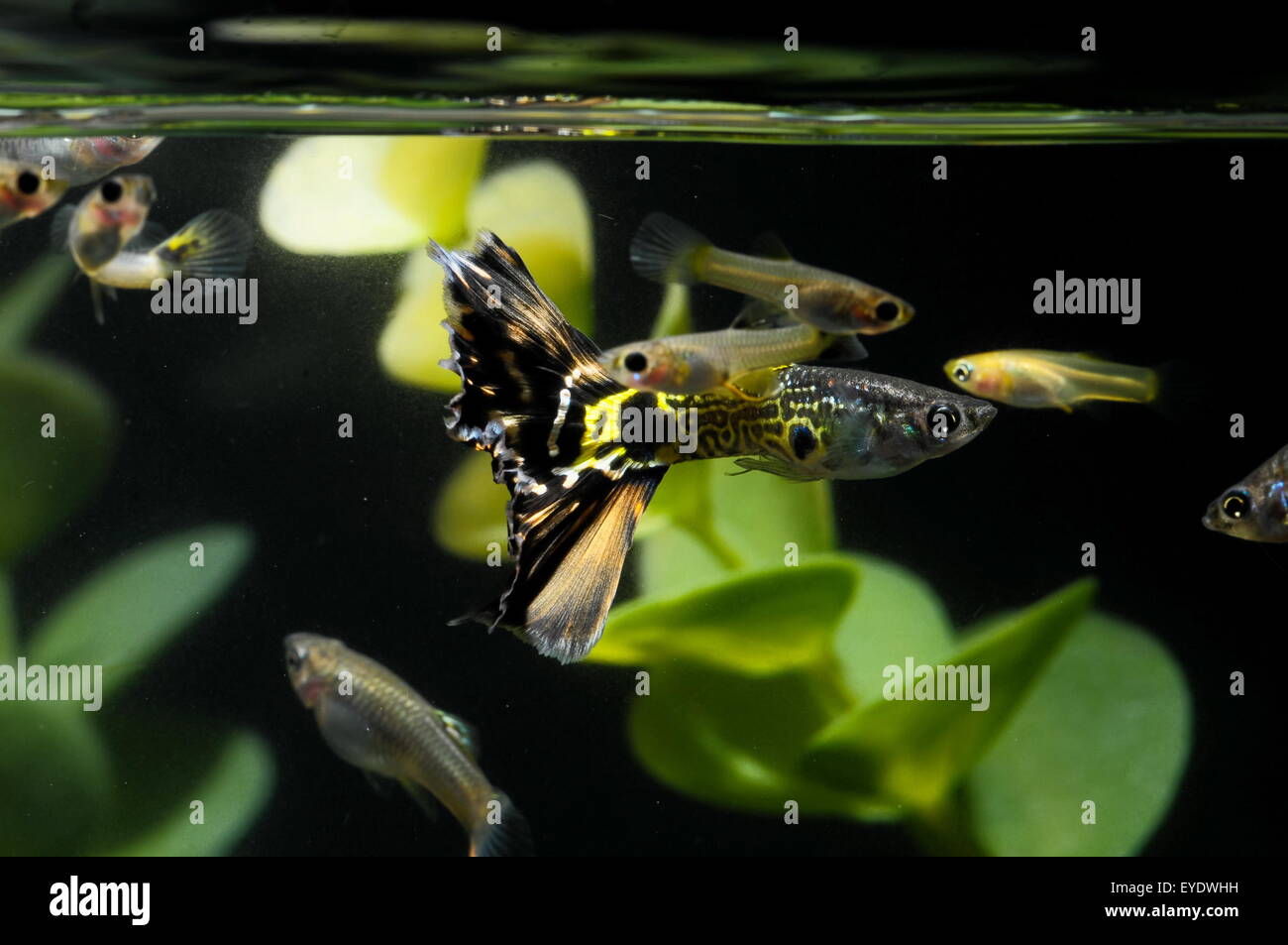 Guppy Multi Colored Fish Stock Photo - Alamy
