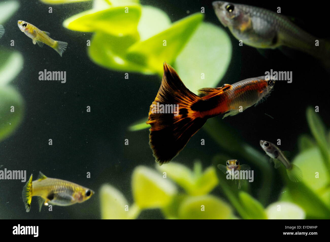 Guppy Multi Colored Fish Stock Photo - Alamy