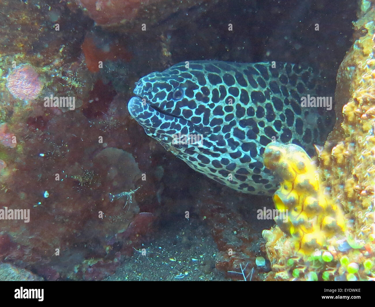 Giant spotted moray hiding amongst coral reef on the ocean flo Stock ...