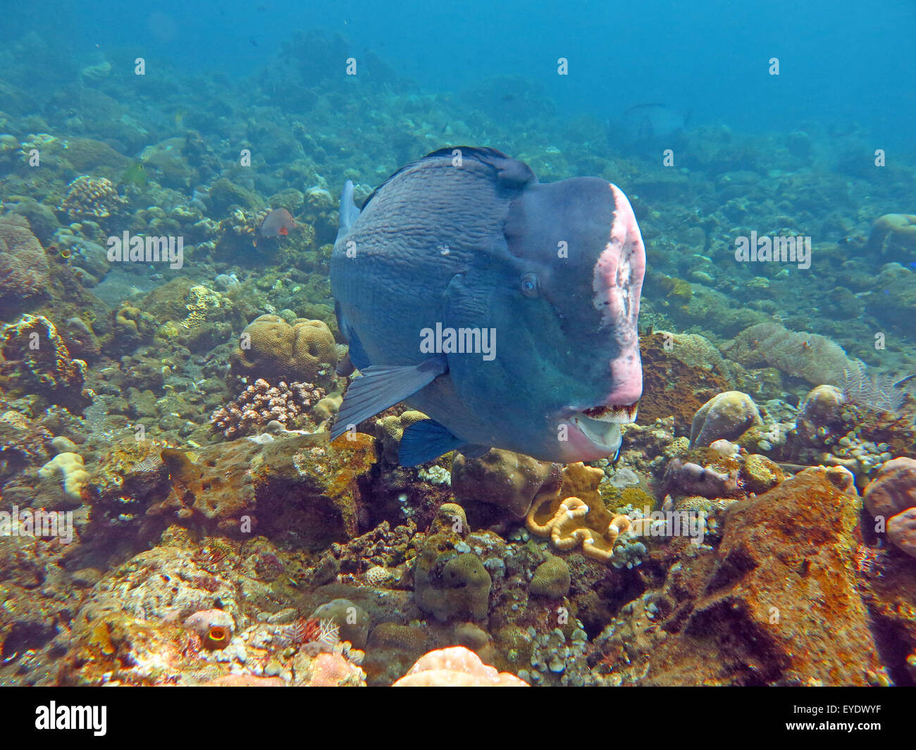 Giant bumphead parrotfish hi-res stock photography and images - Alamy