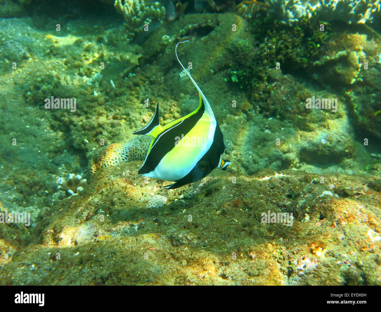 Thriving coral reef alive with marine life and tropical fish Stock ...