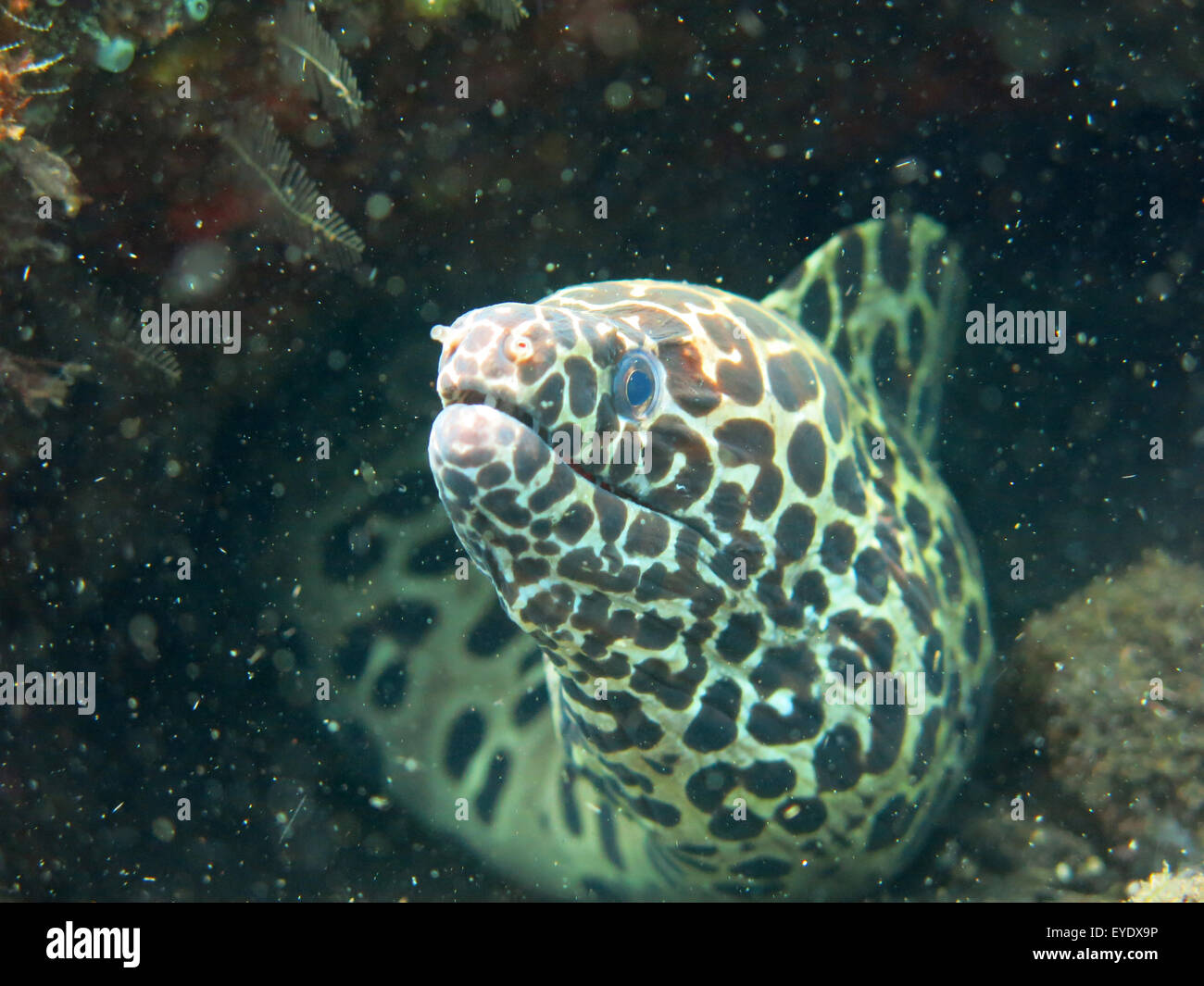Giant spotted moray hiding amongst coral reef on the ocean flo Stock ...