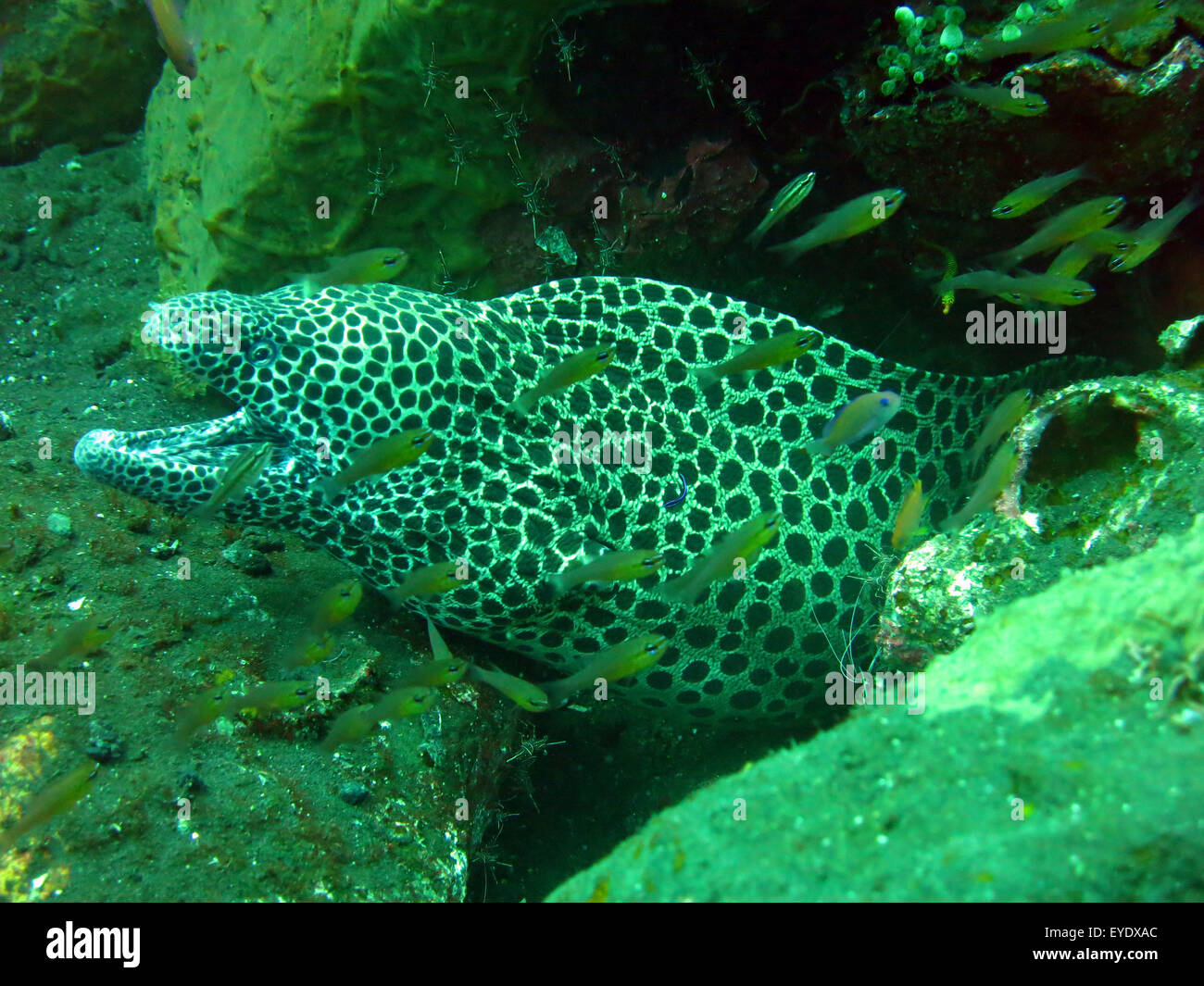 Giant spotted moray hiding amongst coral reef on the ocean flo Stock ...