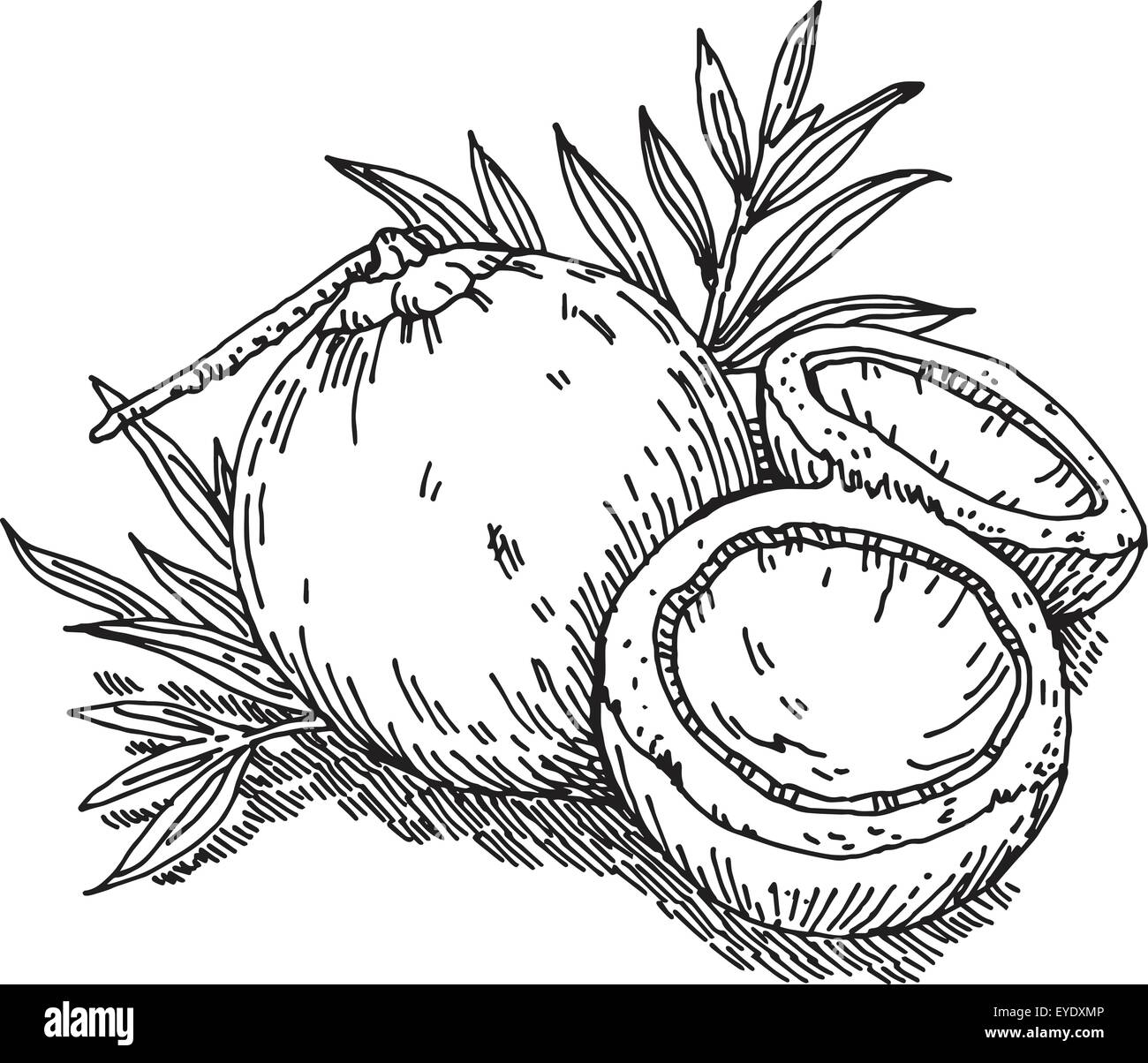 Coconut line art Black and White Stock Photos & Images - Alamy