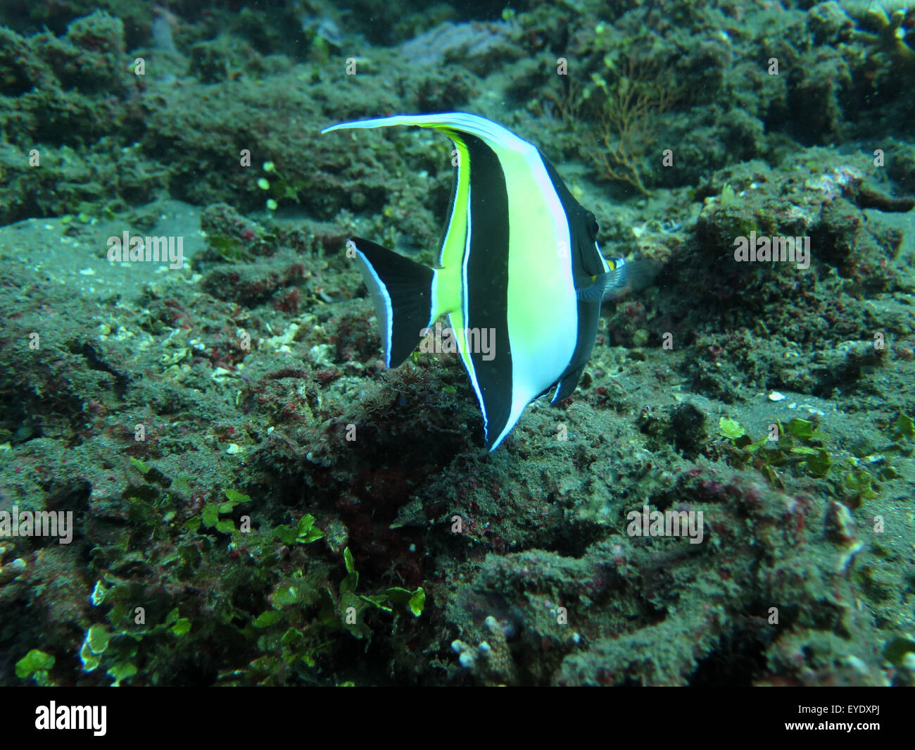 Thriving coral reef alive with marine life and tropical fish Stock ...