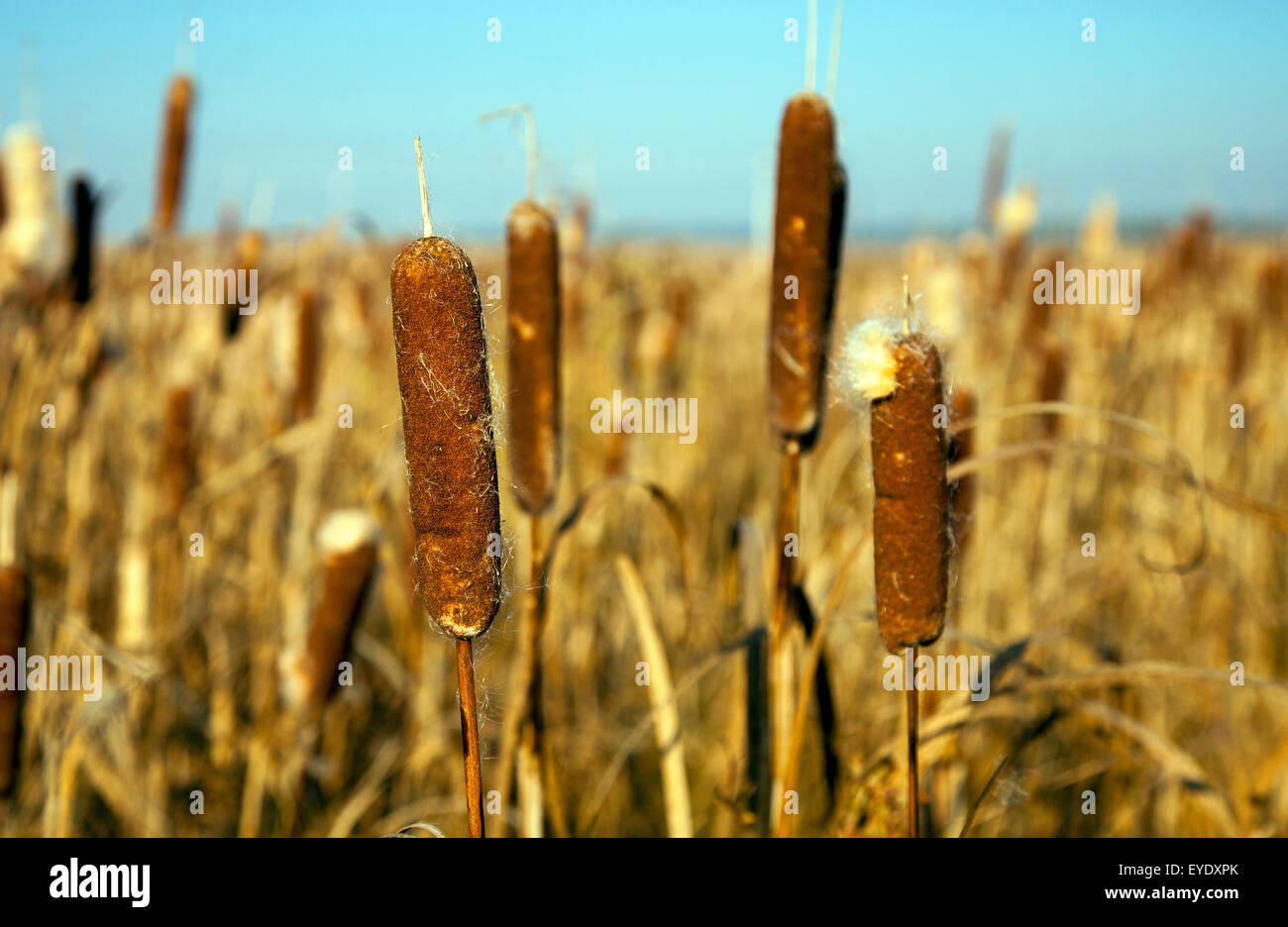 Reed canes hi-res stock photography and images - Alamy