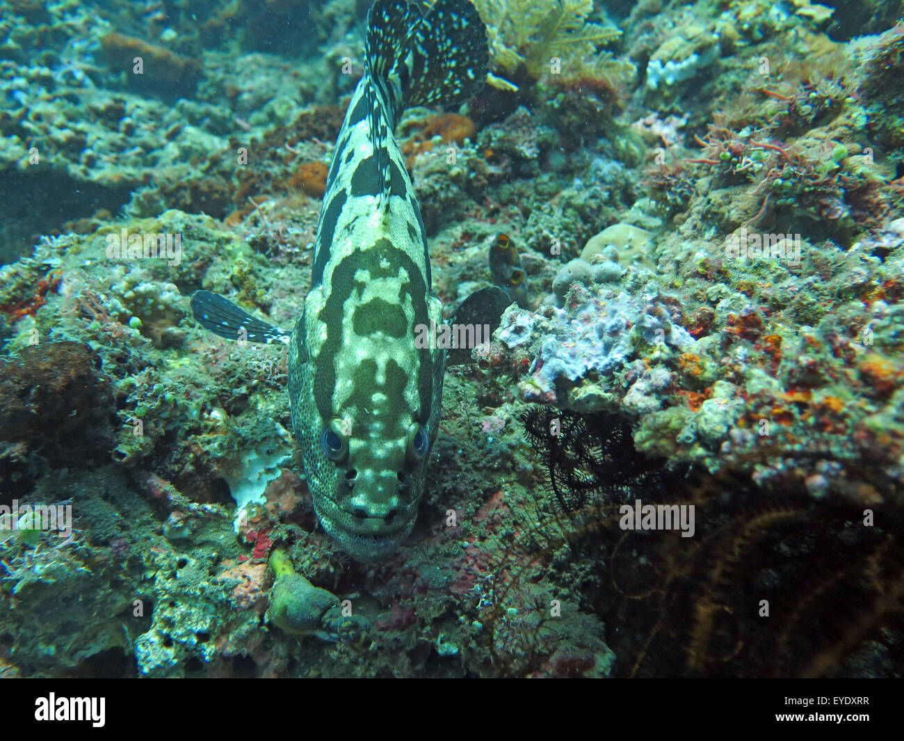 Thriving coral reef alive with marine life and fish, Bali Stock Photo ...