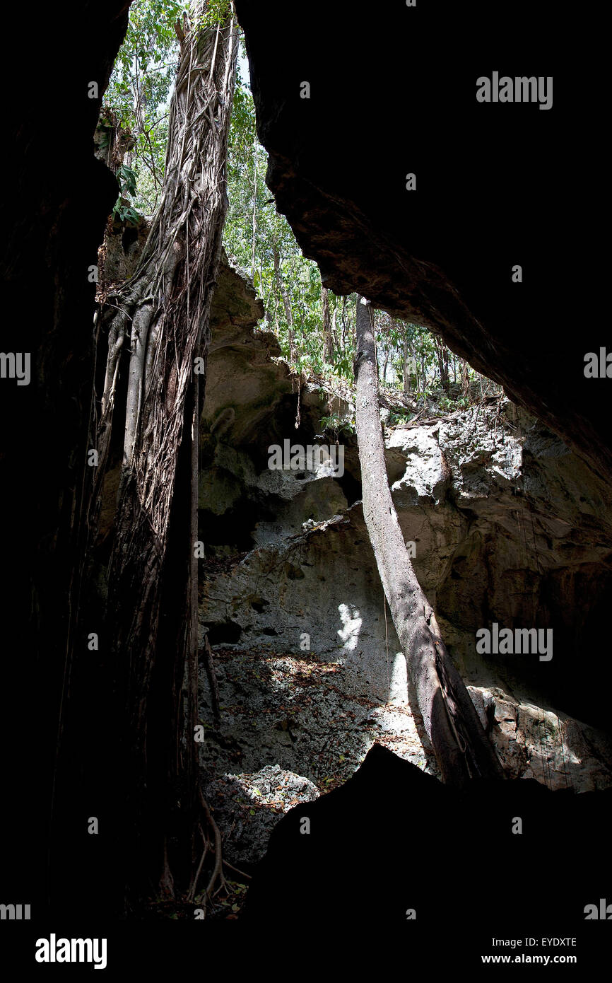 Tree growing into cave, Green Grotto Caves, Discovery Bay, St. Ann ...