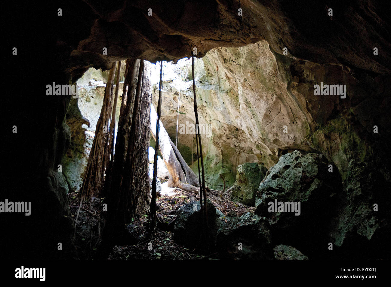 Tree roots growing into cave, Green Grotto Caves, Discovery Bay, St ...