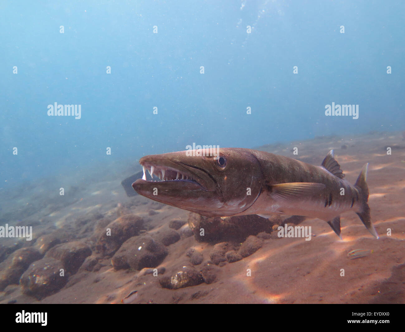 Great Barracuda fish in ocean Bali Stock Photo - Alamy