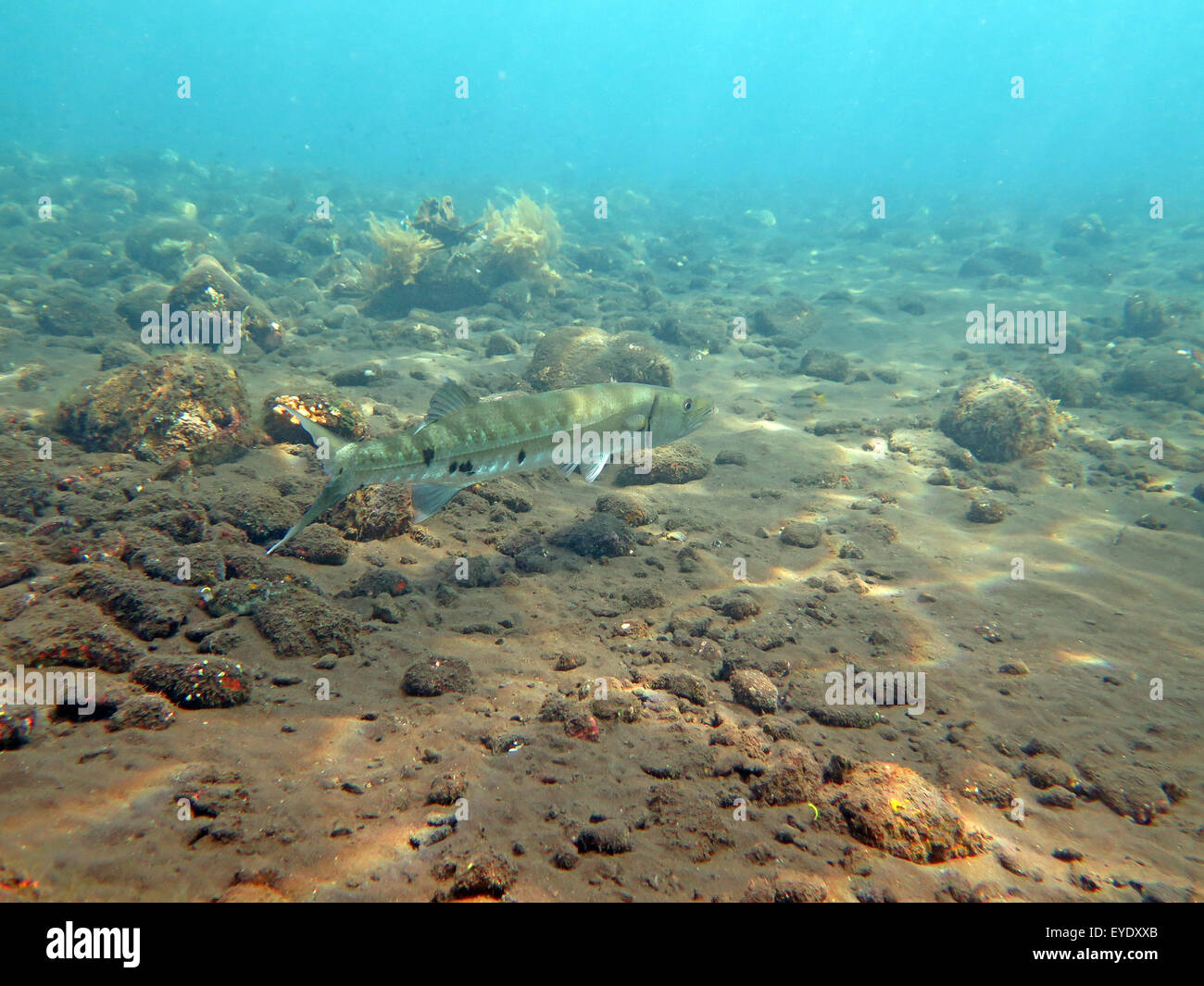Great Barracuda fish in ocean Bali Stock Photo - Alamy