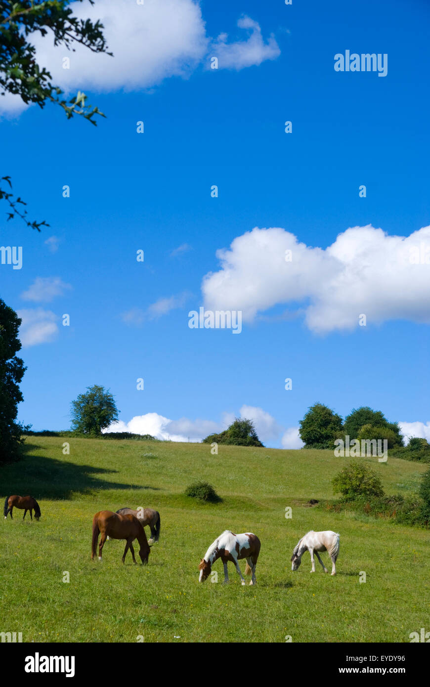 Claygate surrey hi-res stock photography and images - Alamy