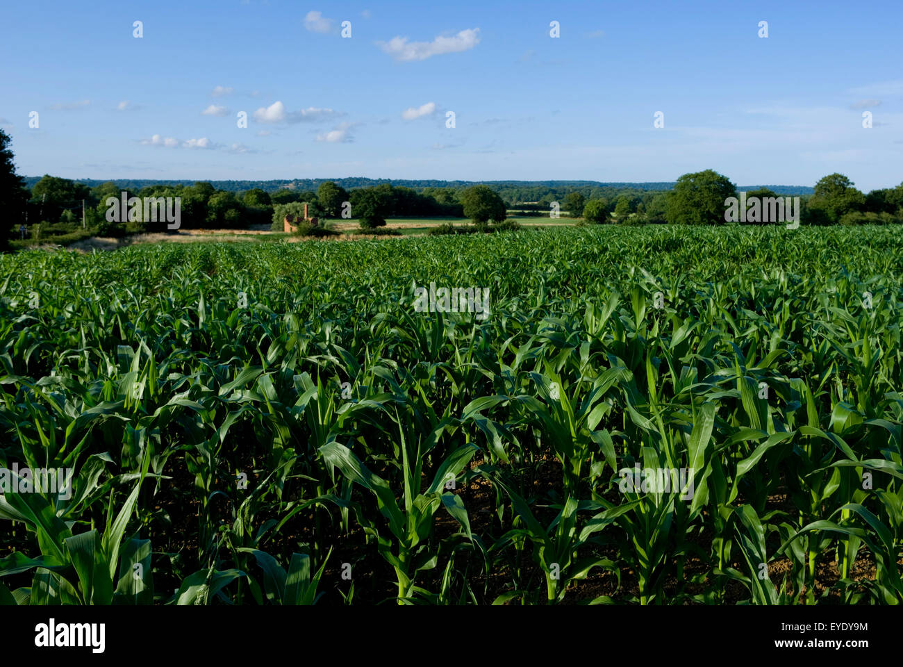 Crowhurst hi-res stock photography and images - Alamy