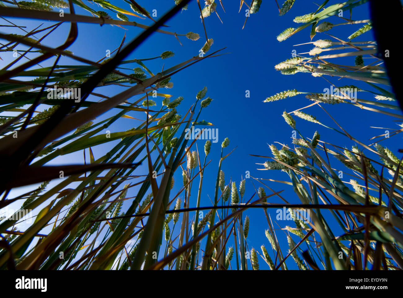 Crowhurst Wheat Field, Surrey, Uk Stock Photo - Alamy