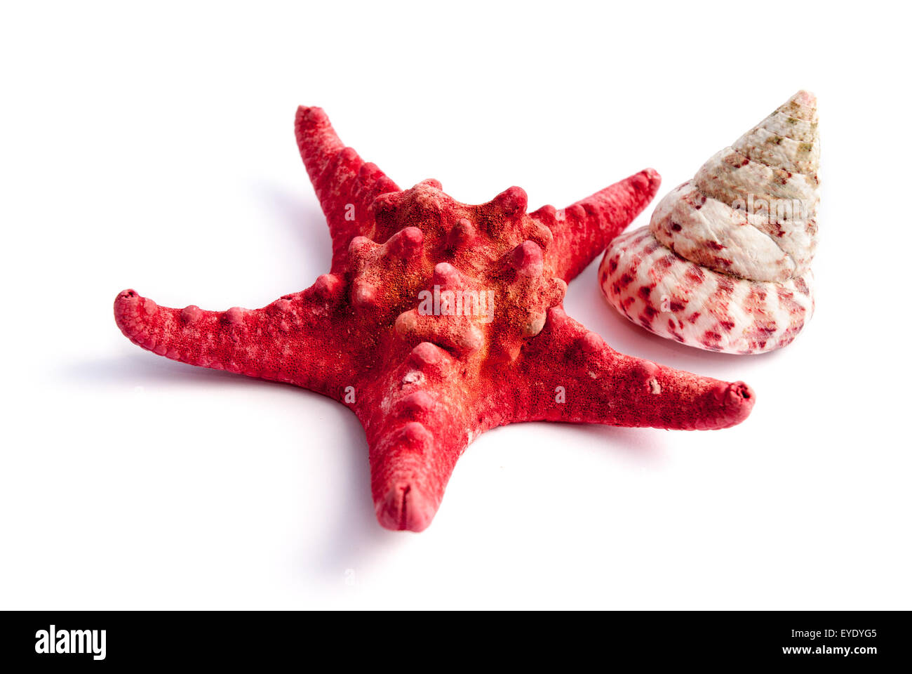 starfish and seashell isolated on white background Stock Photo - Alamy