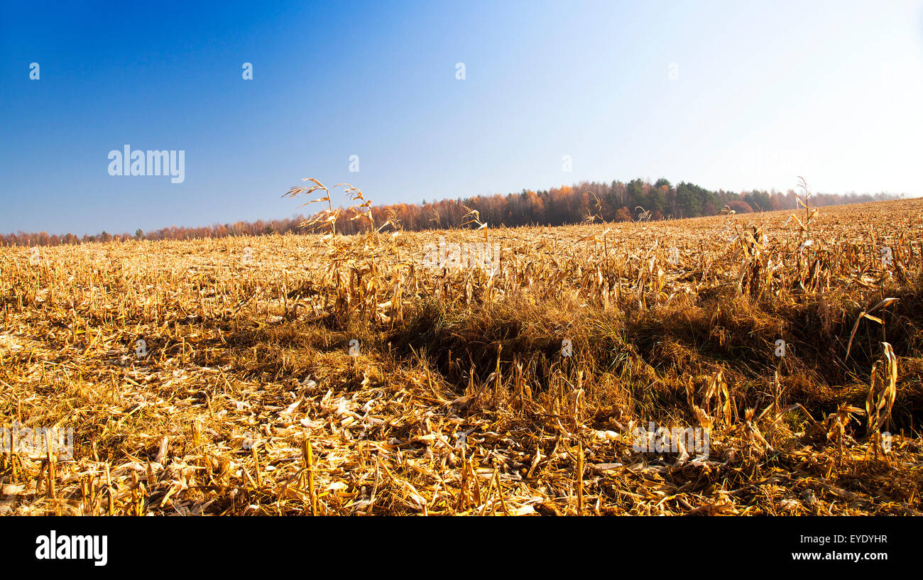 the cleaned corn field Stock Photo - Alamy