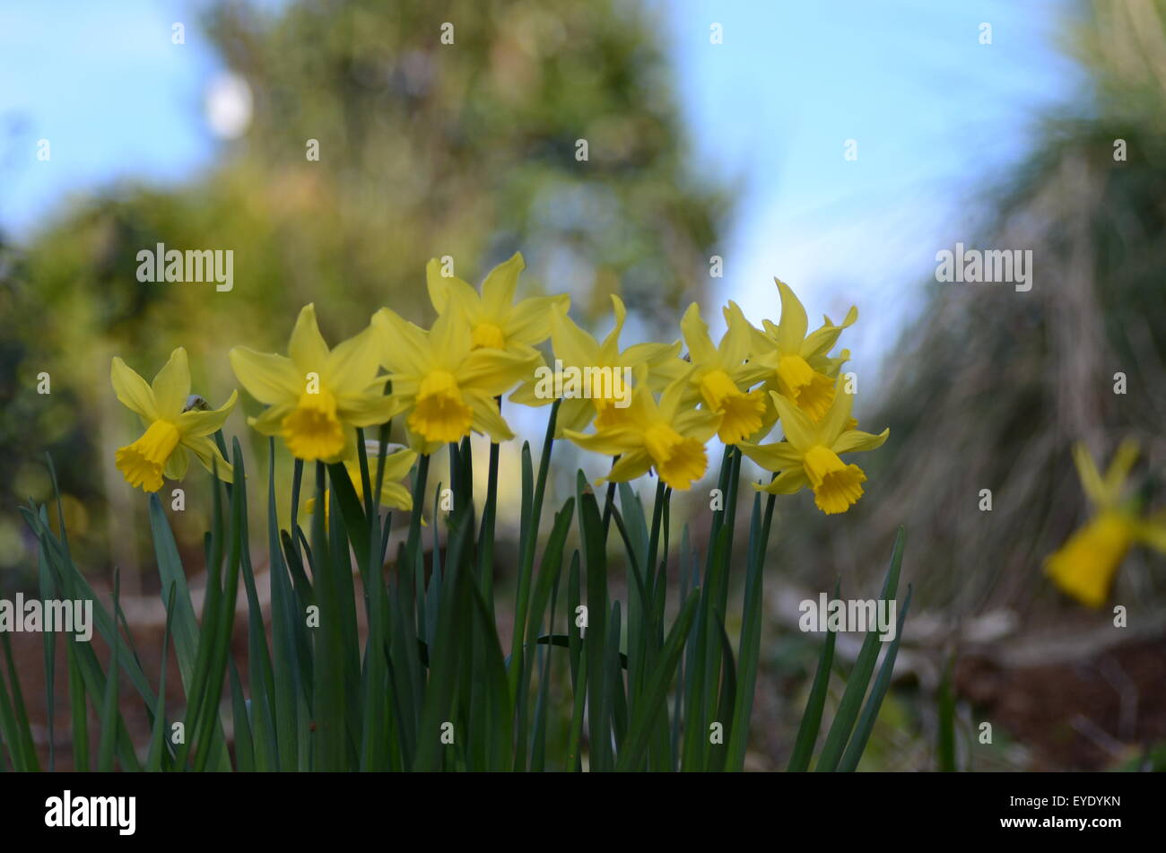 Daffodil petals and leaves hi-res stock photography and images - Alamy