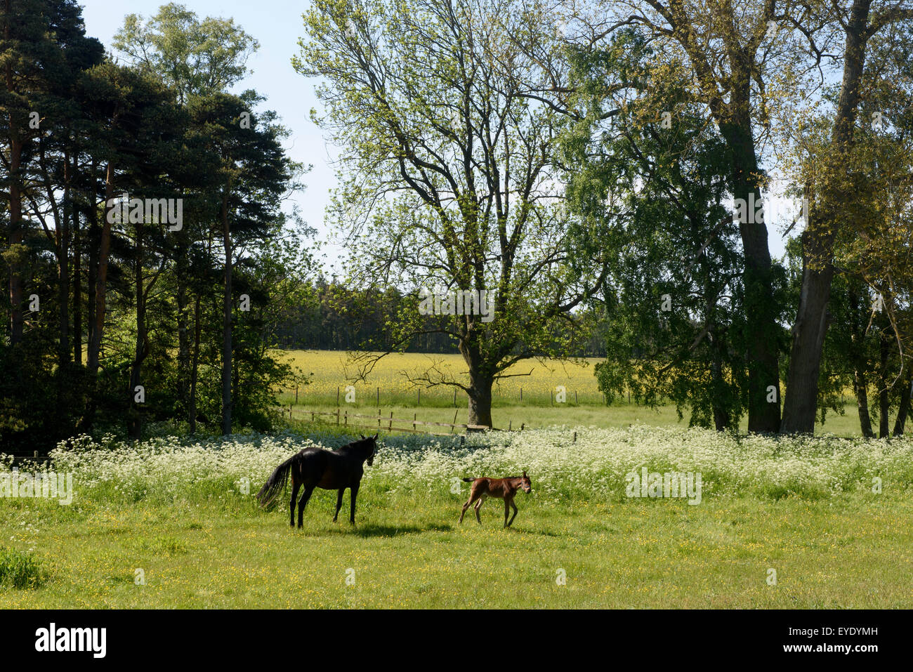 Rone animal hi-res stock photography and images - Alamy