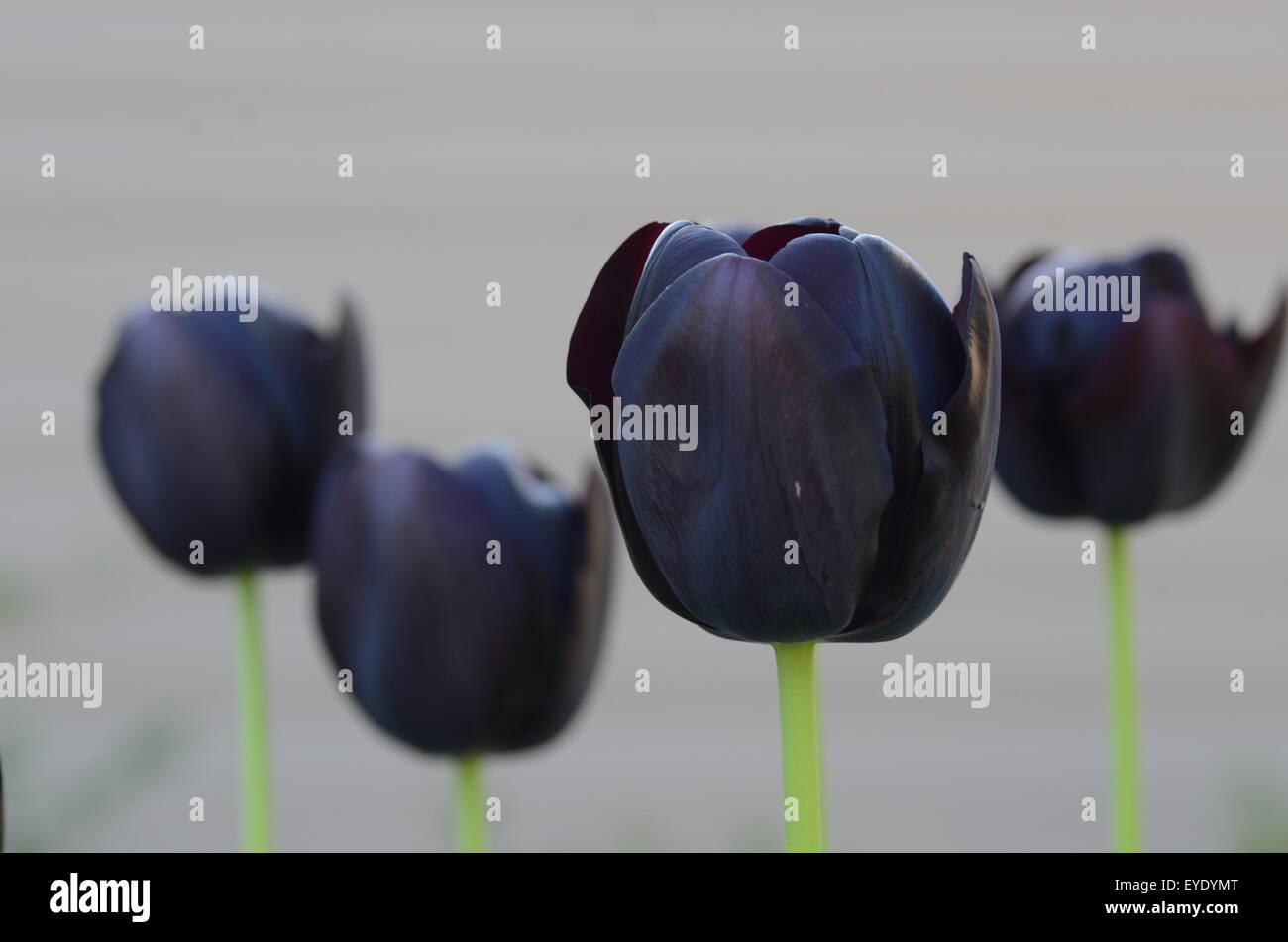Beautiful purple Tulip flowers in focus Stock Photo - Alamy