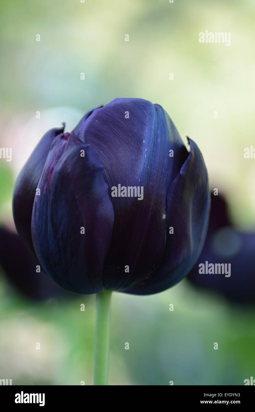 Beautiful purple Tulip flower in focus Stock Photo - Alamy